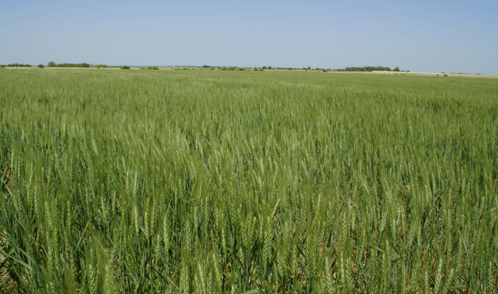 Kansas Wheat Alliance Seed Varieties