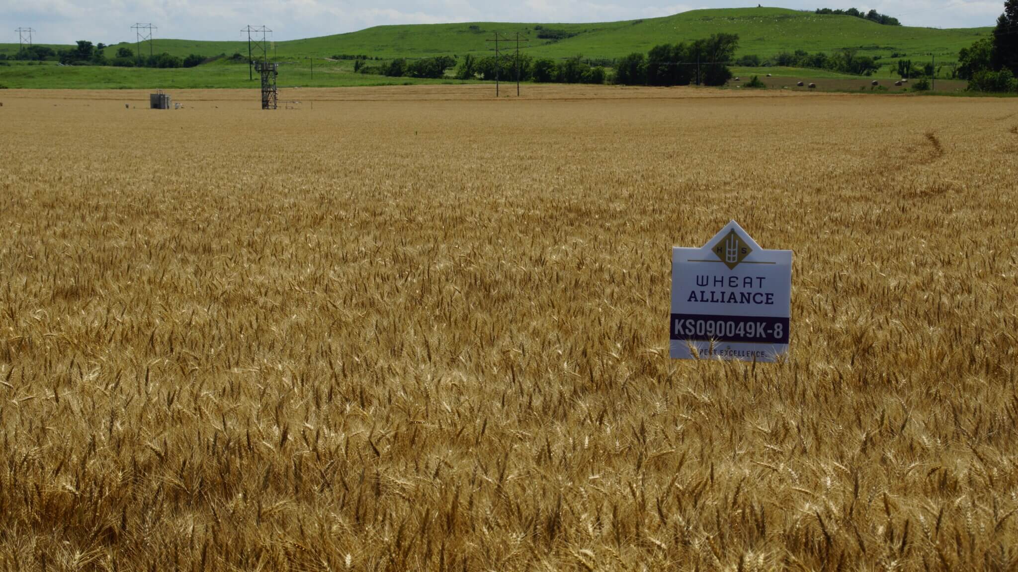 Kansas Wheat Alliance Seed Varieties