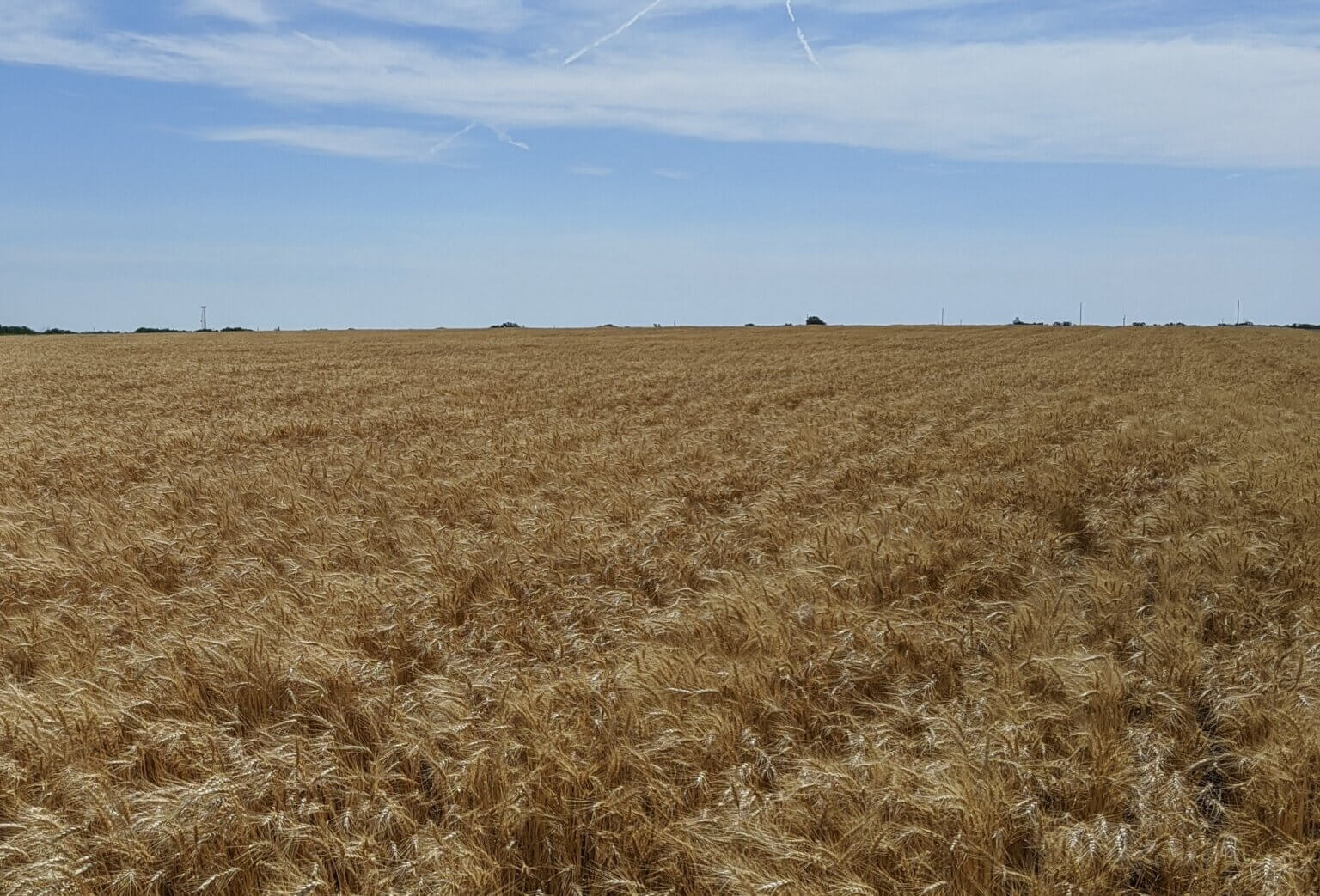 Kansas Wheat Alliance Seed Varieties