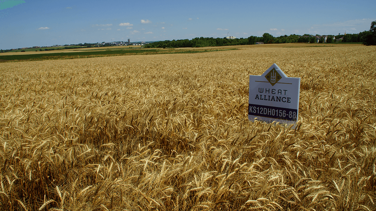Why do we need K-State Wheat Breeders? - Kansas Wheat Alliance
