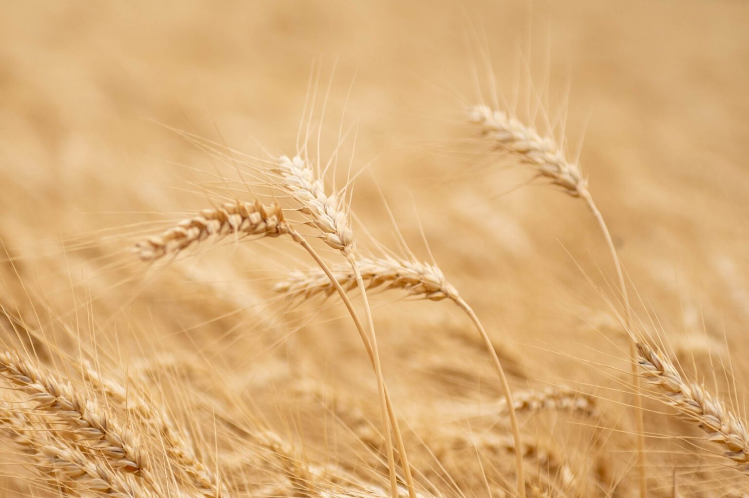 Kansas Wheat Alliance • Top Yielding Wheat Varieties